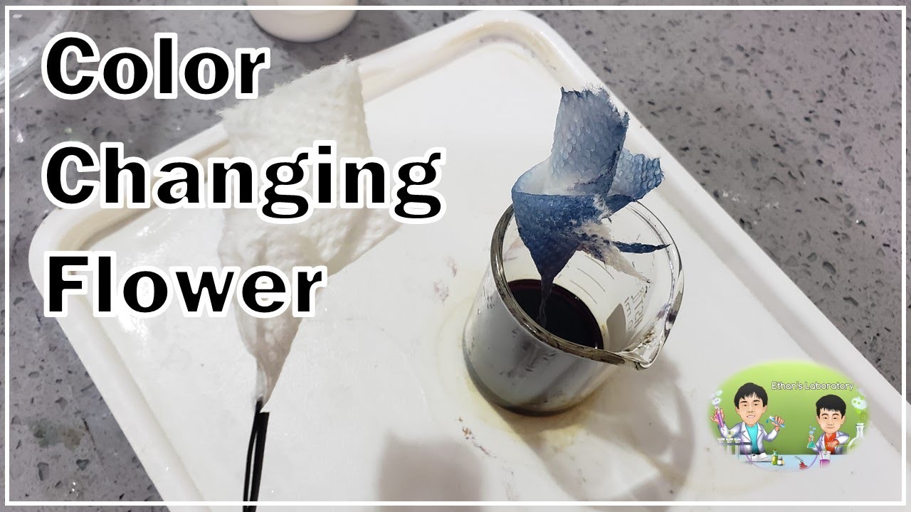Color Changing Flower - Iodine vapor reaction - YouTube