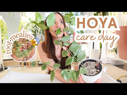 hoya care + propagation day! rooting, upsizing & treating root mealies 😱
