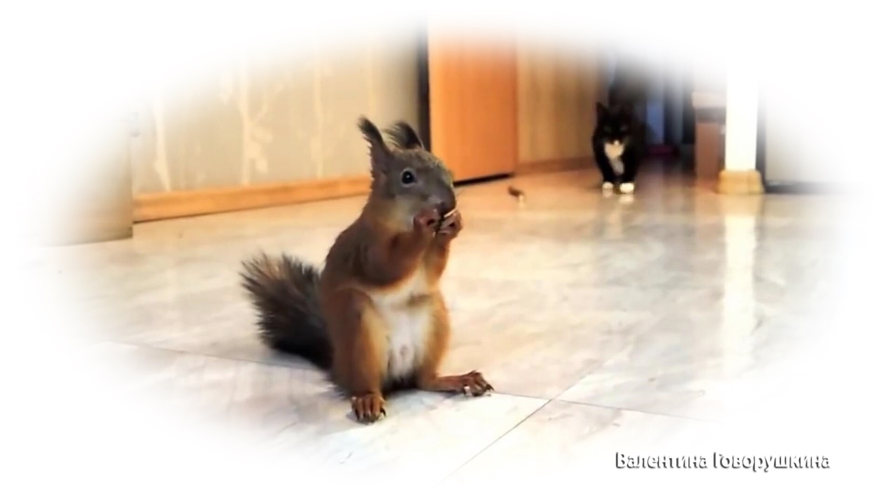 Squirrels Noble and Posh from St. Petersburg. - YouTube