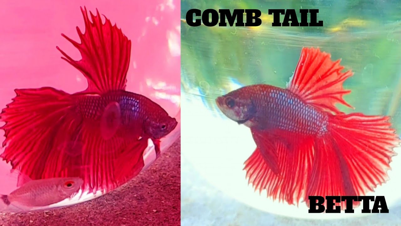 /COMBTAIL BETTA/CARE GUIDE/THRIVE2EXPLORE/ - YouTube