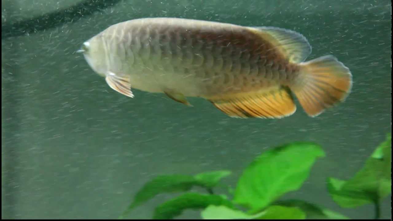 BBHB Update - YouTube