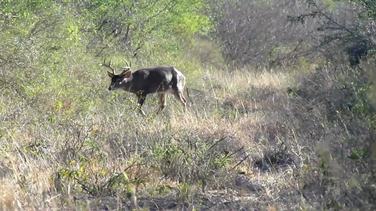 Venado Cazado el 22 de enero de 2011 Linares N.L. - YouTube