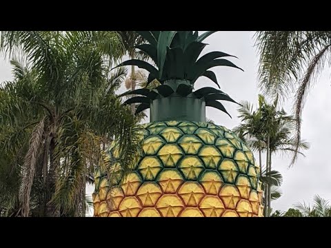 UNIVERSAL A23 is live I found biggest pineapple statue in real life ...
