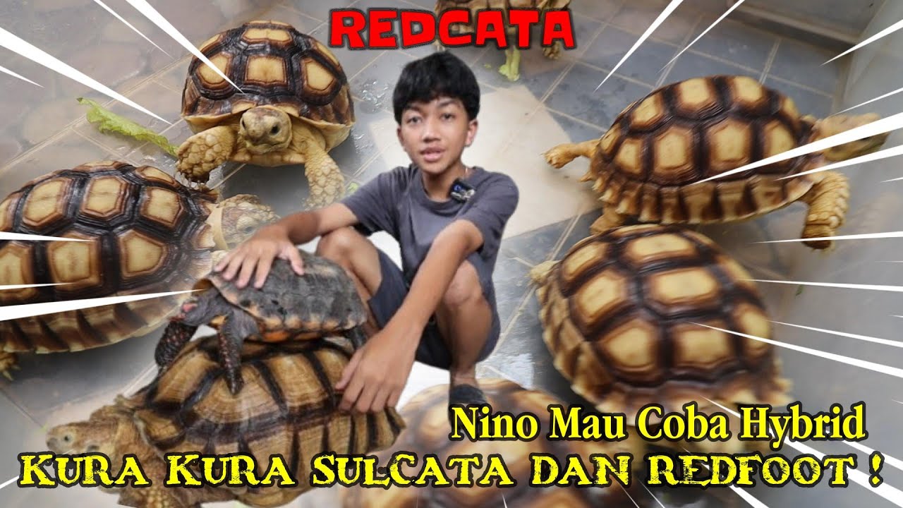 HYBRID SULCATA DAN REDFOOT ! - YouTube