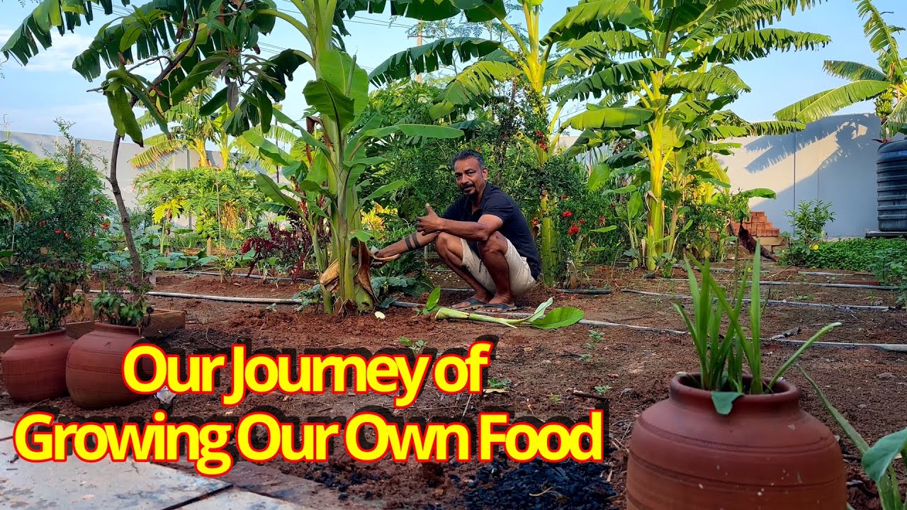 வாழை மறுதாம்பு முறை - Our Journey of Growing Our Own Food - YouTube