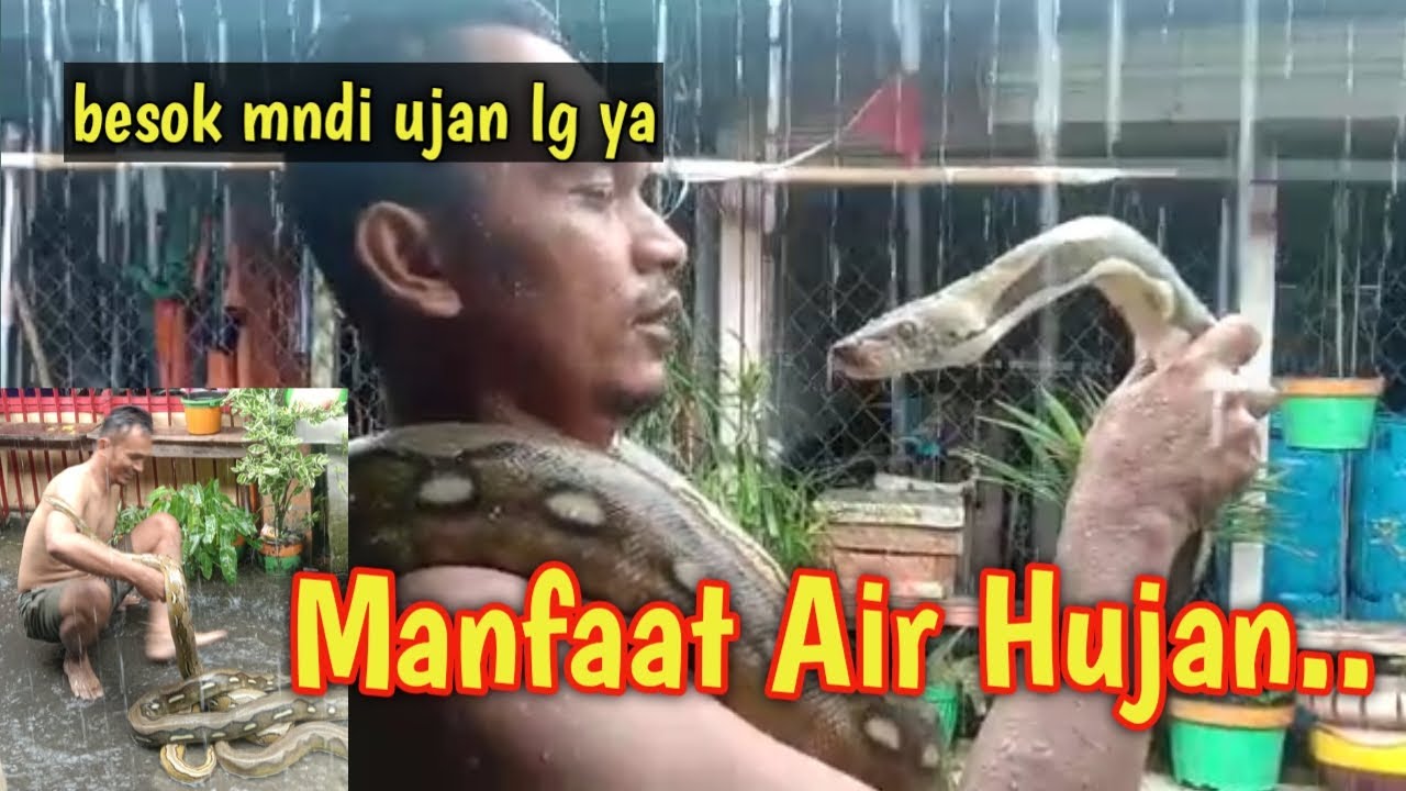 Mandi Hujan Bersama Ular || Manfaat Air Hujan - YouTube