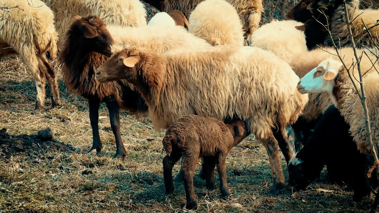 My village smells of life: the sound of sheep bells and the aroma of ...