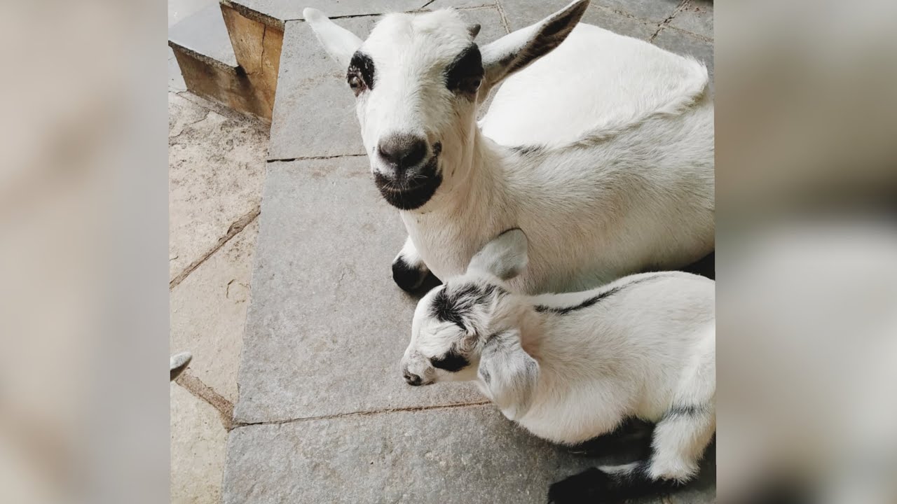 Rare Bantam Goat Kid! 24| Rare Happy Hearts - YouTube