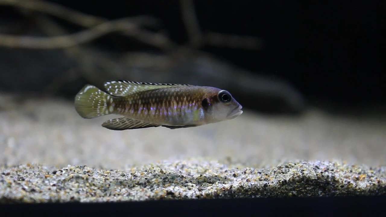Lamprologus speciosus - YouTube