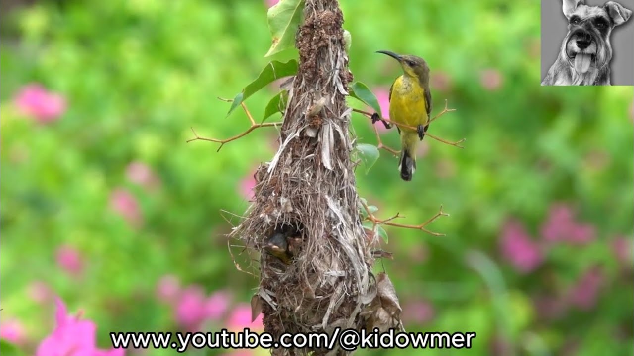 A special ORNATE SUNBIRD nest - YouTube