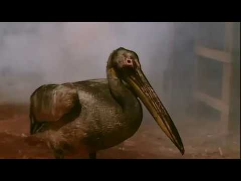 Racing Stripes How to take out a motorcycle - YouTube