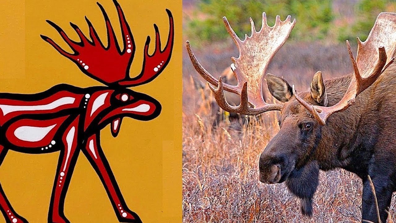 The Moose: The Animal & The Totem - YouTube
