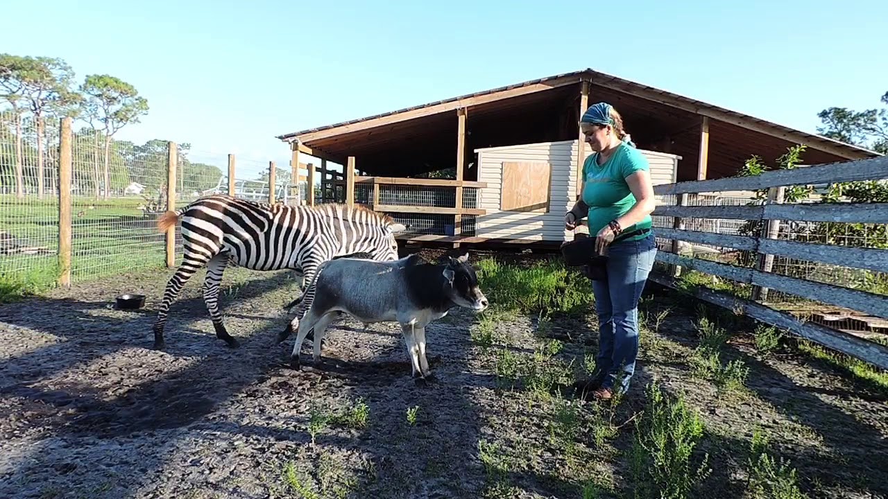 2 Zebra Training, Treat & Retreat / Targeting - YouTube