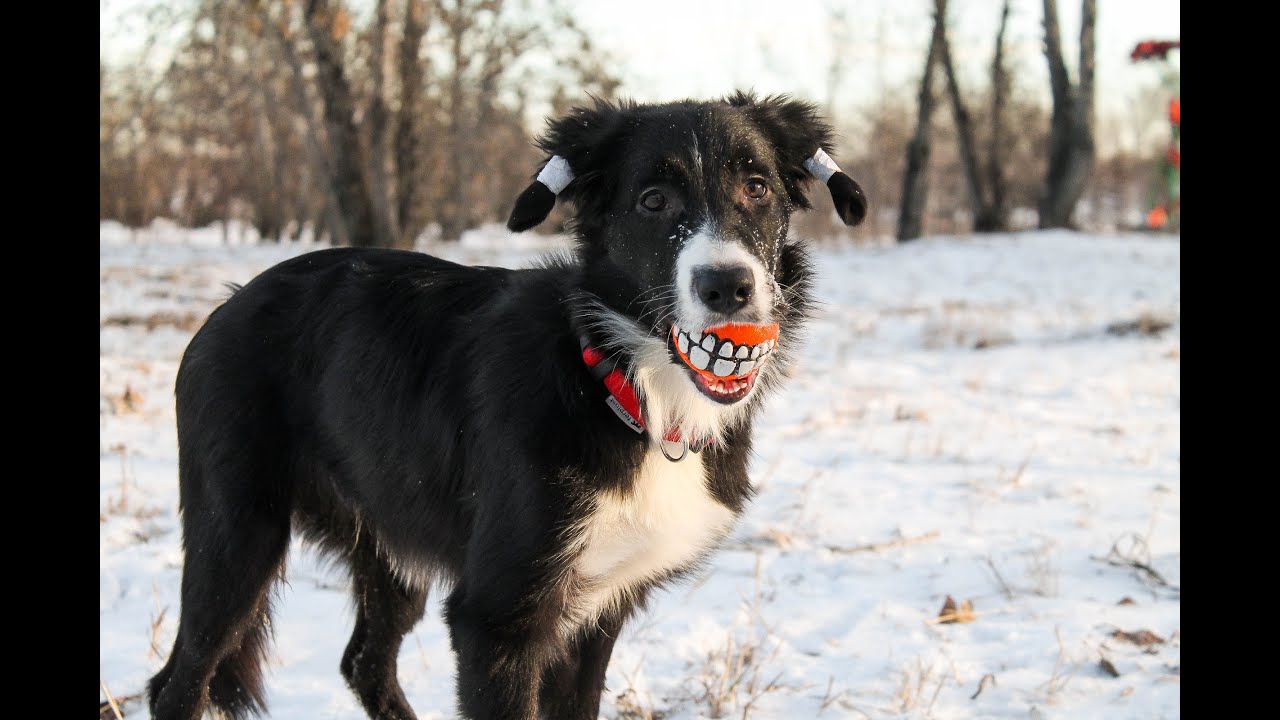 Border Collie Ice. - YouTube
