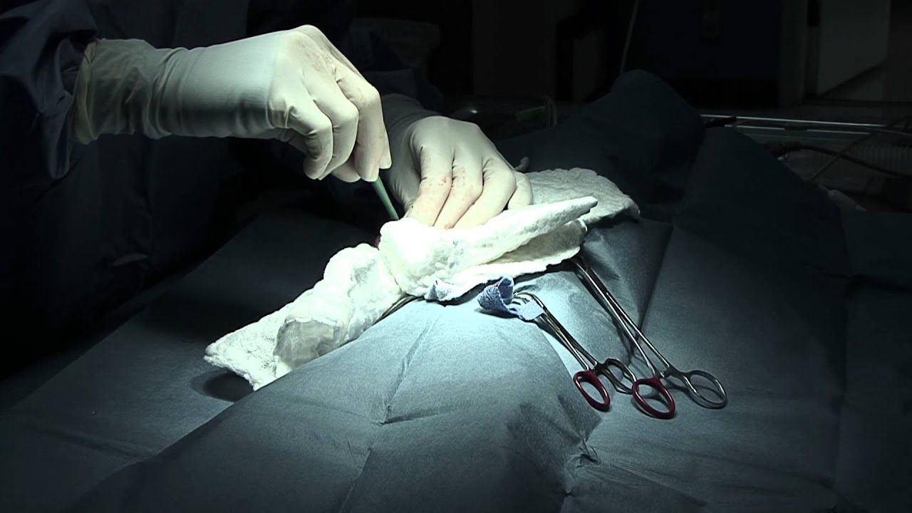 Feline Exploratory Surgery - YouTube
