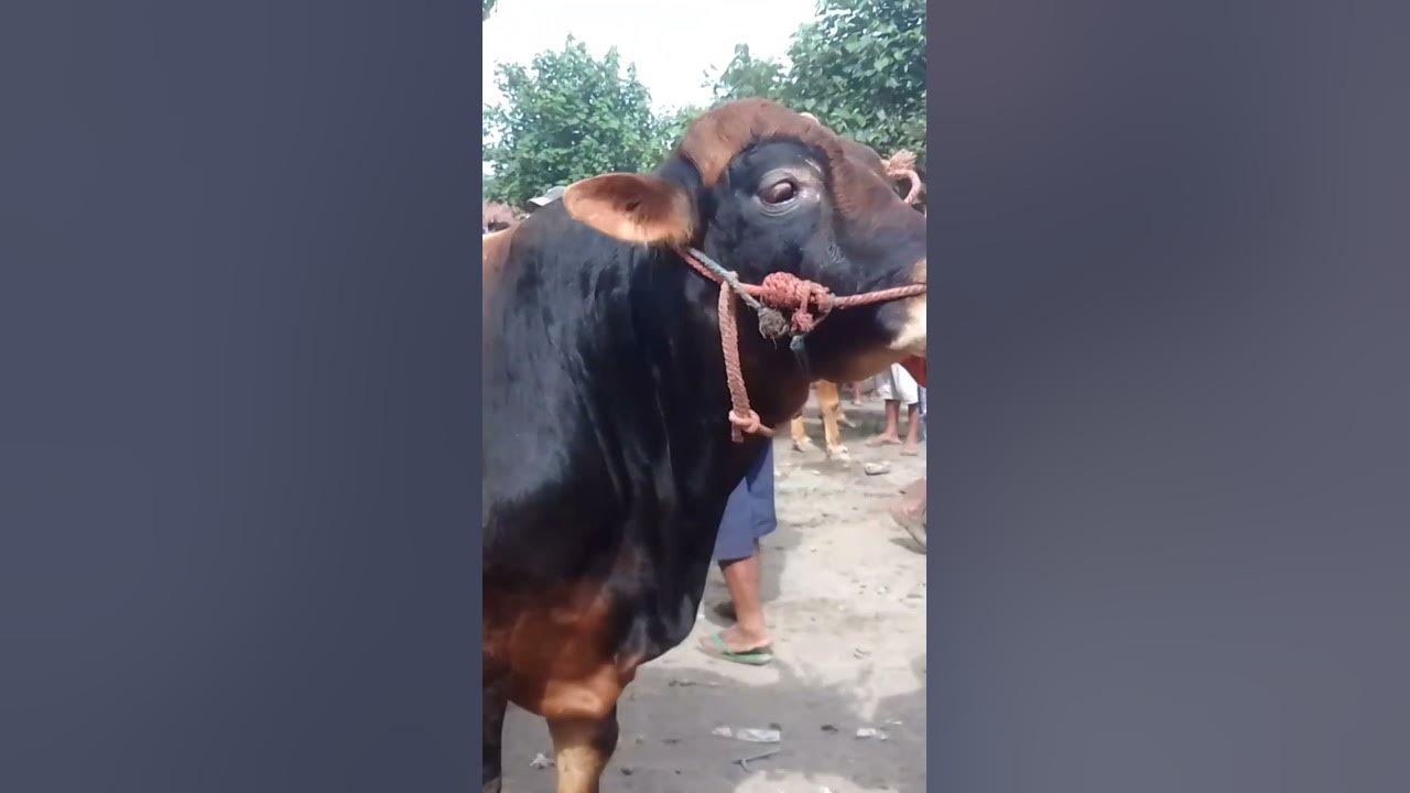 Sapi Pegon Super #pegon #cow #limosin #simental #bull #sapi #sapipedaging #sapijumbo # ...