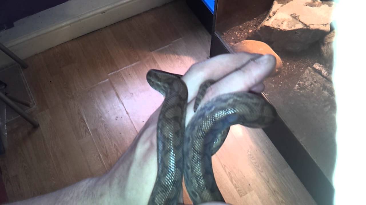 Columbian Rainbow Boa Handleing and Setup - YouTube