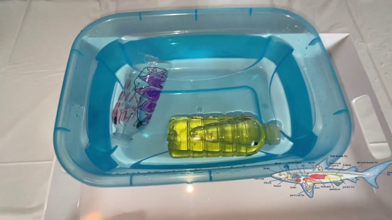 Animals: How do Sharks Float? - YouTube