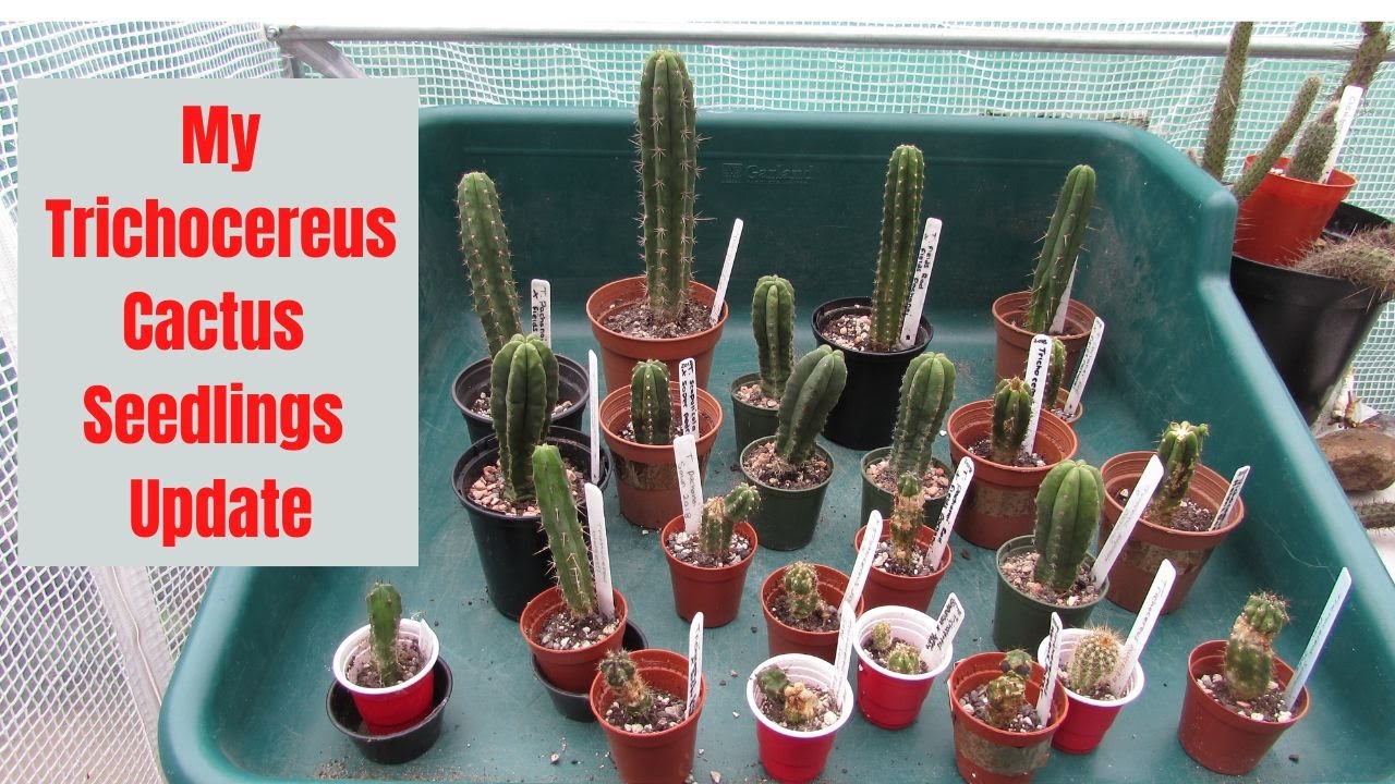 My Trichocereus Cactus Seedlings Update | Cactus Collection | San Pedro ...