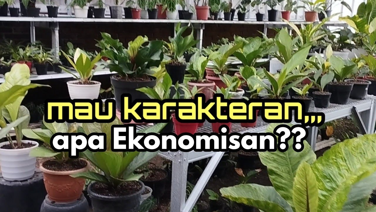 REVIEW BEBERAPA JENIS ANTHURIUM JEMANI KARAKTER,& KUPING GAJAH DI ...