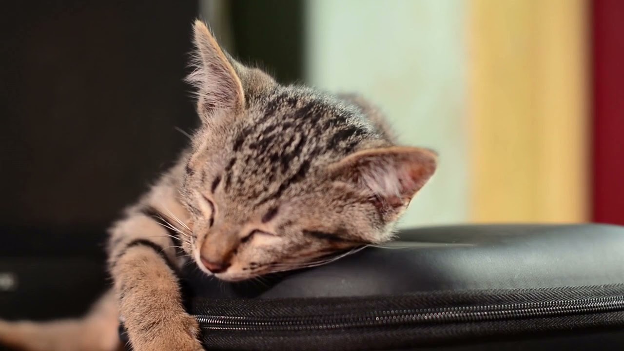 Soothing Calming music with videos of some of the cutest cat. Relaxing ...