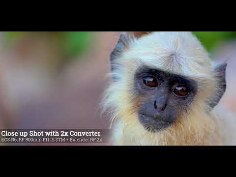 Canon EOS R6 - Animal Eye Auto Focus - YouTube