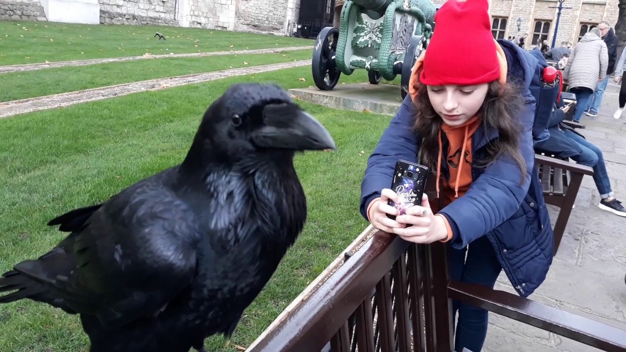 LONDON BIG RAVEN(CROW) AND OLD CANNON - YouTube