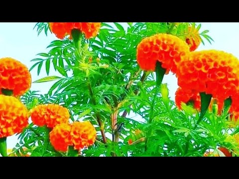 Aam begor nowa dharti Santali Song@Olchiki Script - YouTube