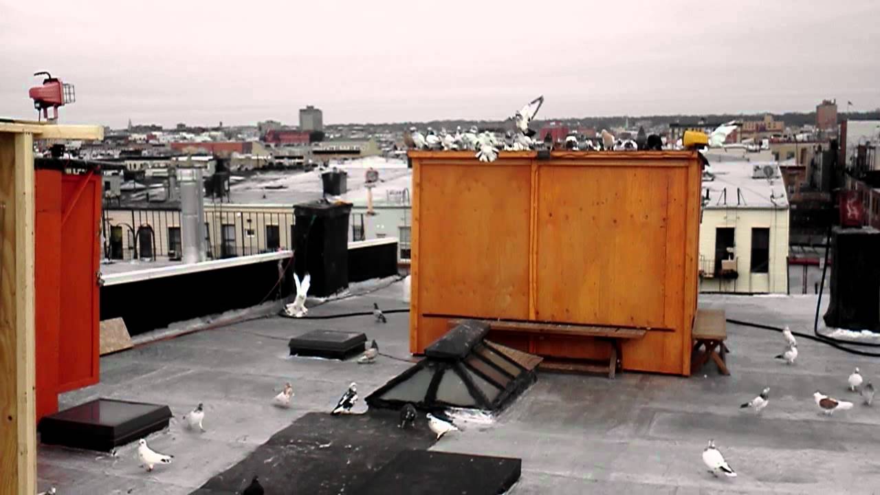 Bigheck Pigeons in Brooklyn - YouTube