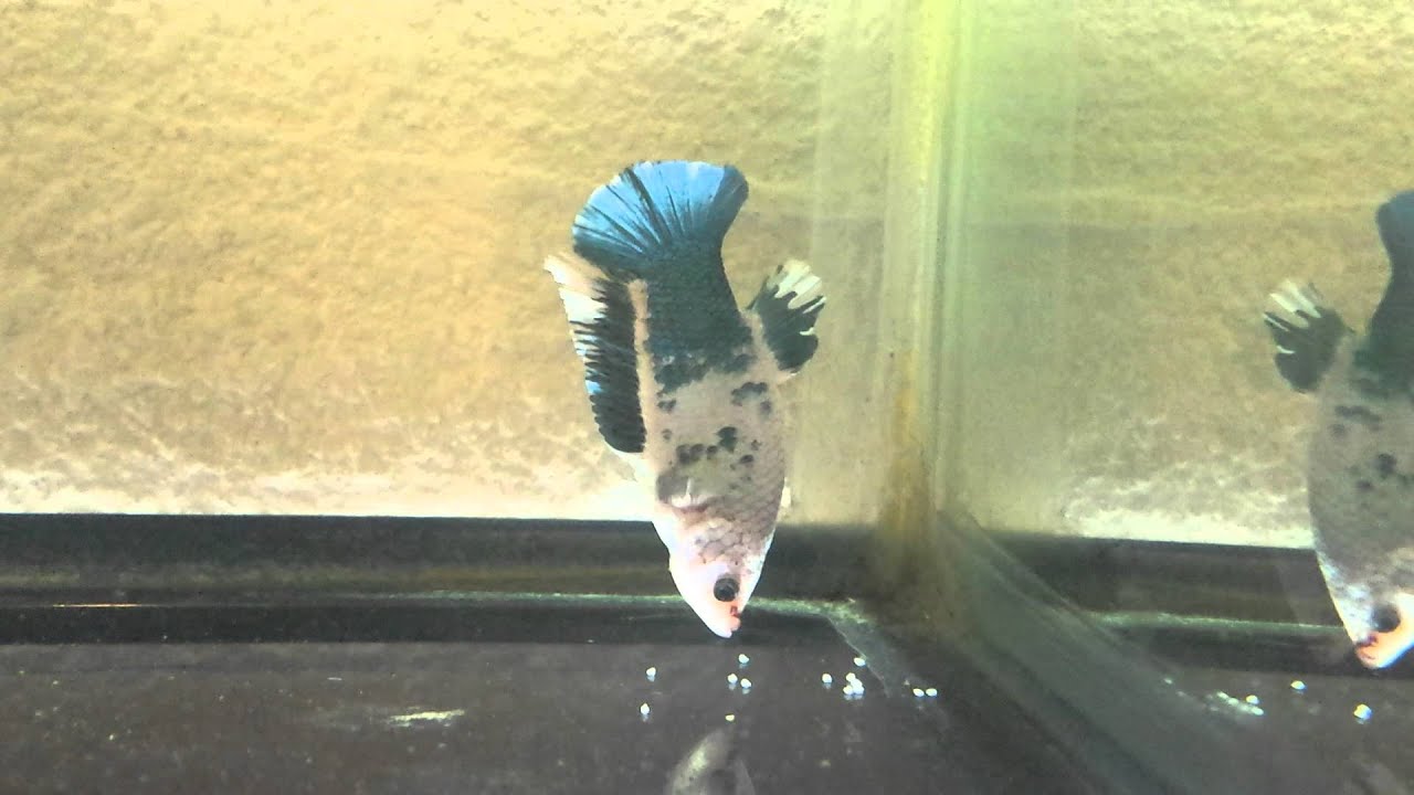 Bettas hmpk mármol - YouTube