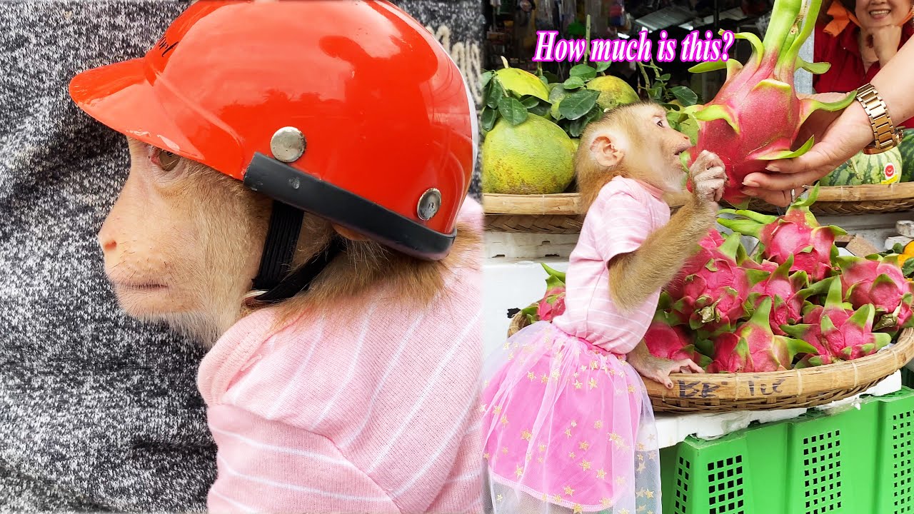 Monkey Lyly excitedly invited her mother to go to the market to buy ...
