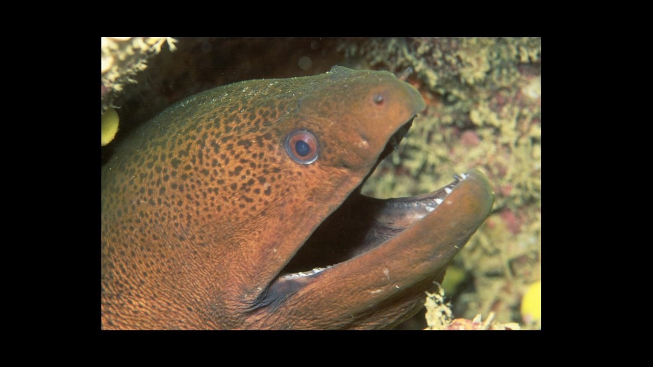 amazing fishing eels only takes 35 seconds Strike - YouTube