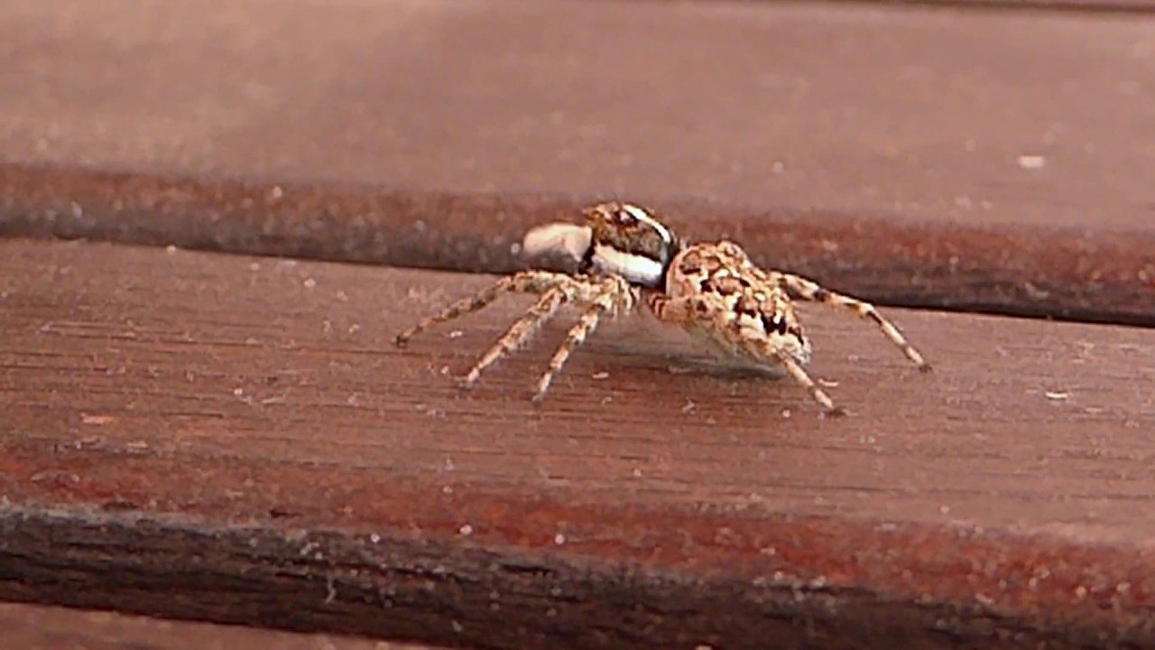spiders of spain - wingspan bird tours - YouTube
