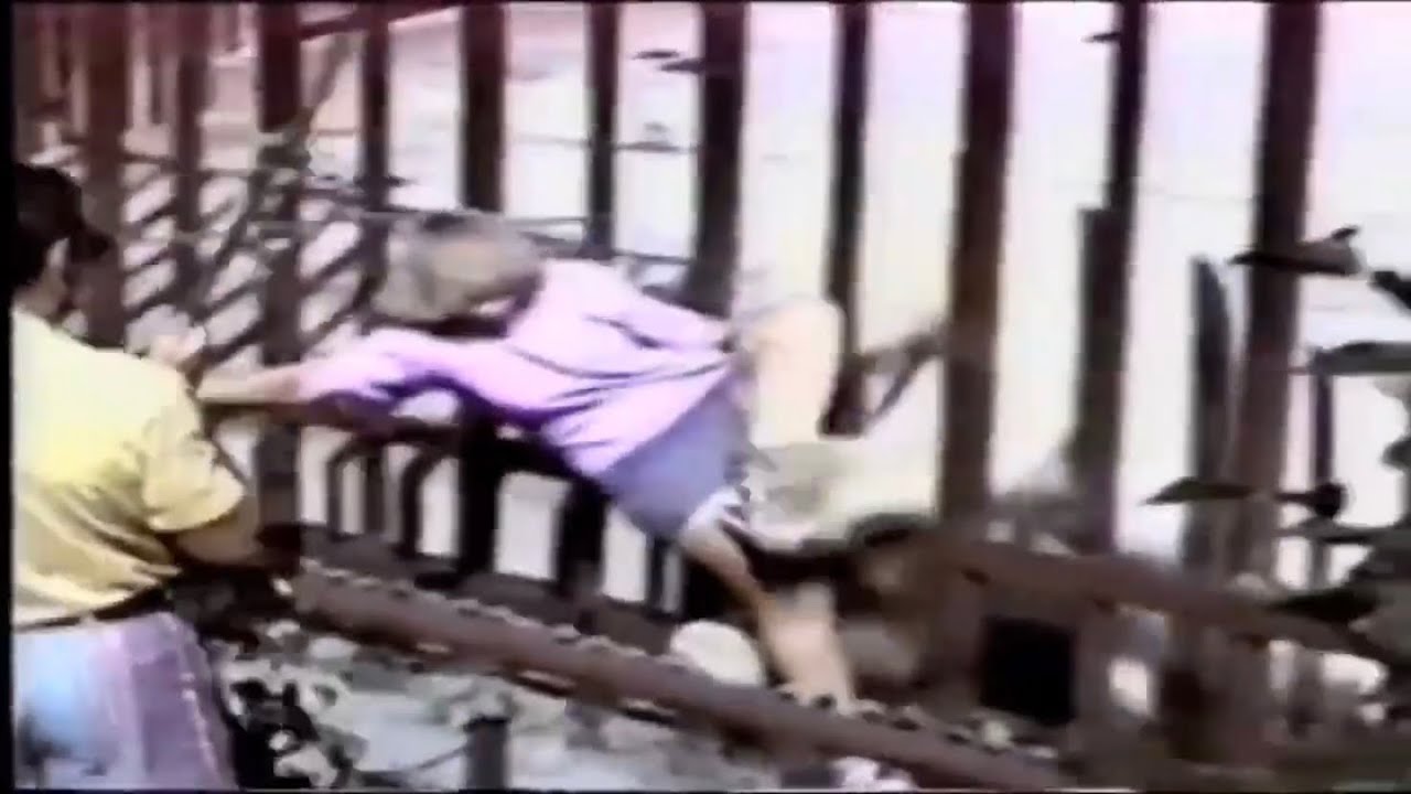 Binky The Polar Bear - YouTube