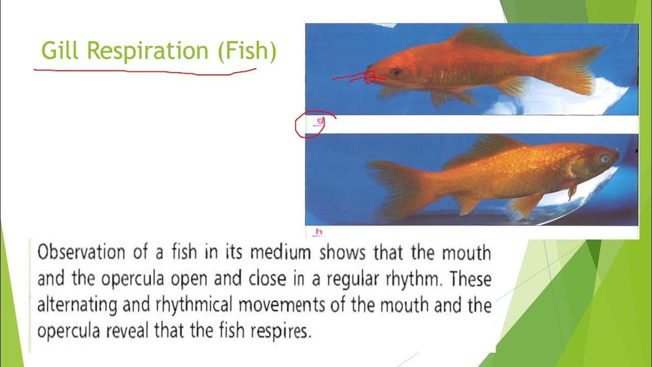10- Biology G7 - Respiration of Living Things - W10 - SLP - YouTube