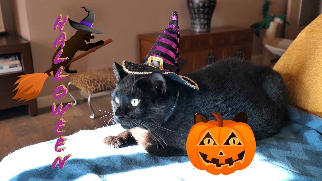 CUTE CATS VIDEO 66 - SPOOKY HALLOWEEN ! - YouTube