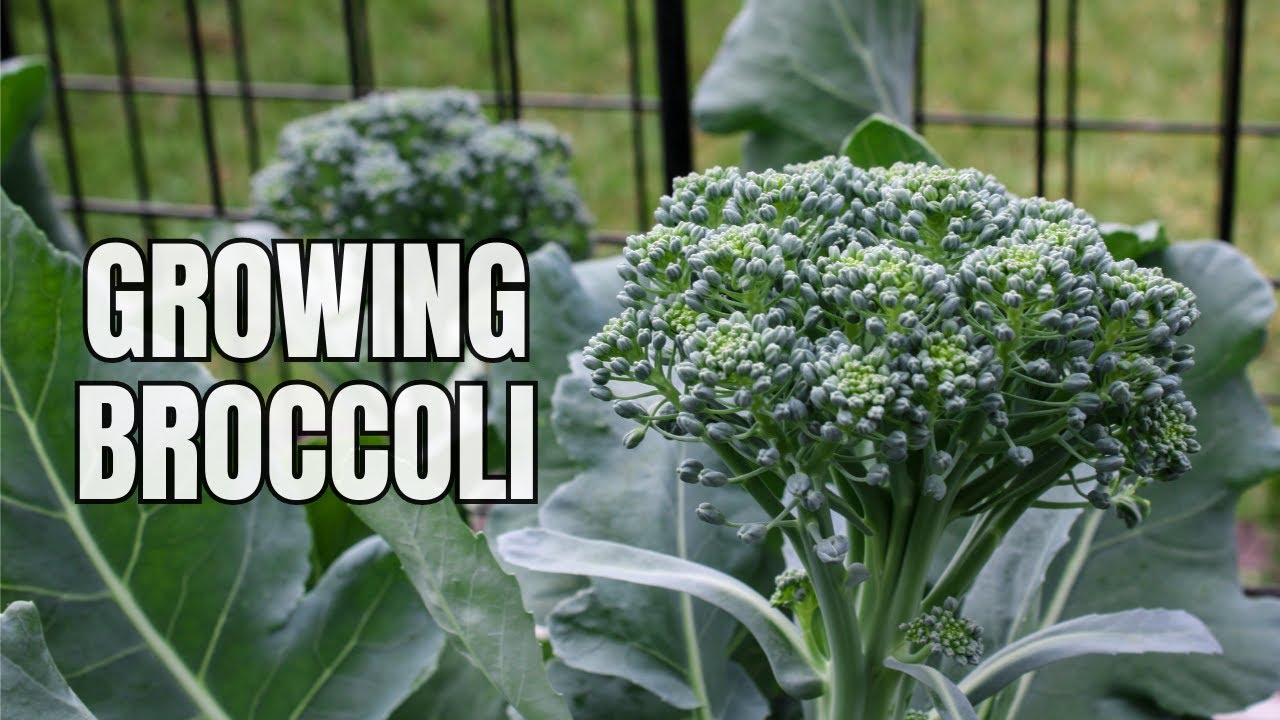 Everything to Know About Growing Broccoli - Broccoli Planting Tips ...