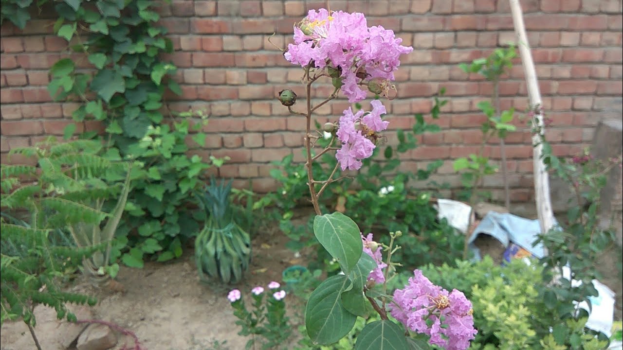 How to grow savni || pride of india care and tips - YouTube