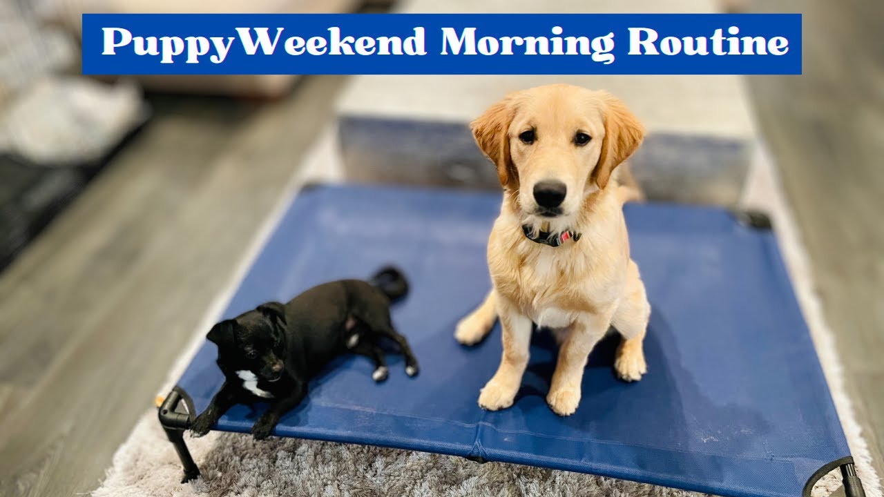 Puppy weekend morning routine | Easy routine to keep dogs busy - YouTube