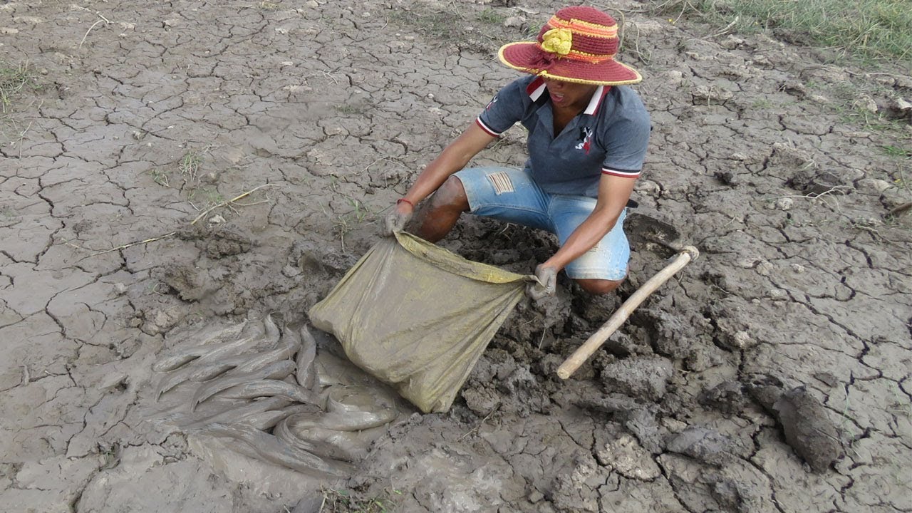 Find & Catfish Underground Secret old Bark in Dry Season - Best Fishing ...