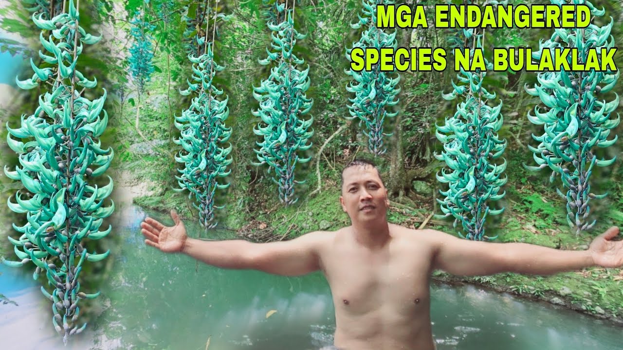 Mga Endangered Species na Bulaklak dito lang pala matatagpuan sa lugar ...