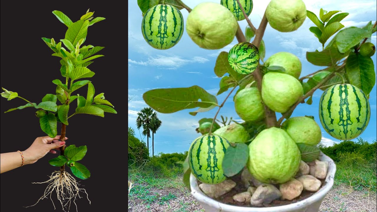 How To Growing Guava Tree with watermelon Using Banana & Coca Cola ...