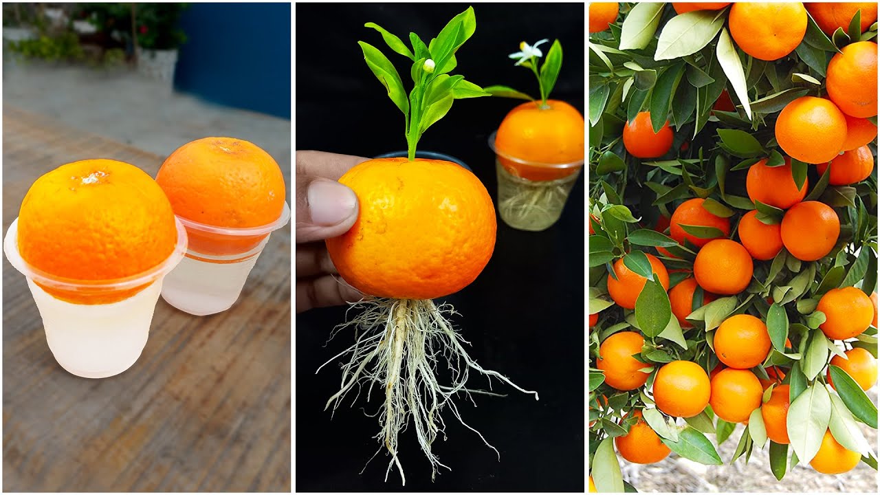 How to grow orange tree at home from orange fruit || Best way to ...