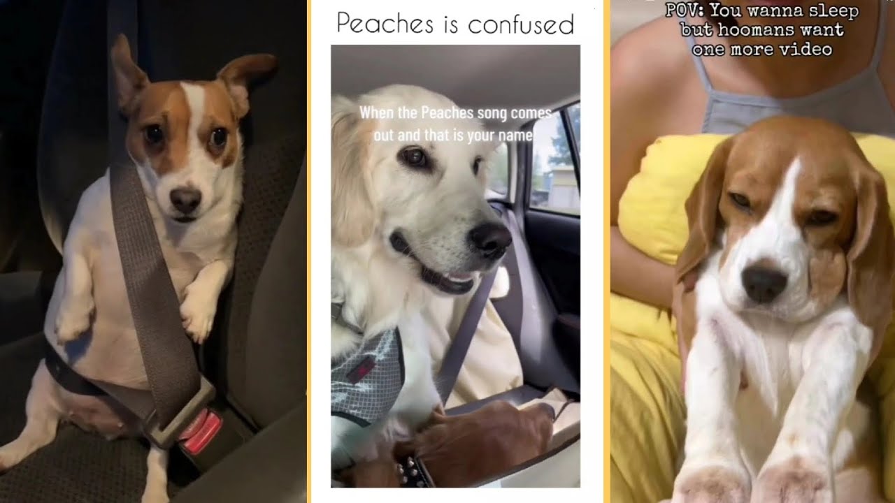 𝐇𝐞𝐫𝐞 𝐚𝐫𝐞 𝐬𝐨𝐦𝐞 𝐟𝐮𝐧𝐧𝐲 𝐝𝐨𝐠𝐬 𝐟𝐨𝐫 𝐲𝐨𝐮 𝐭𝐨 𝐛𝐢𝐧𝐠𝐞 𝐰𝐚𝐭𝐜𝐡 🐶 - YouTube