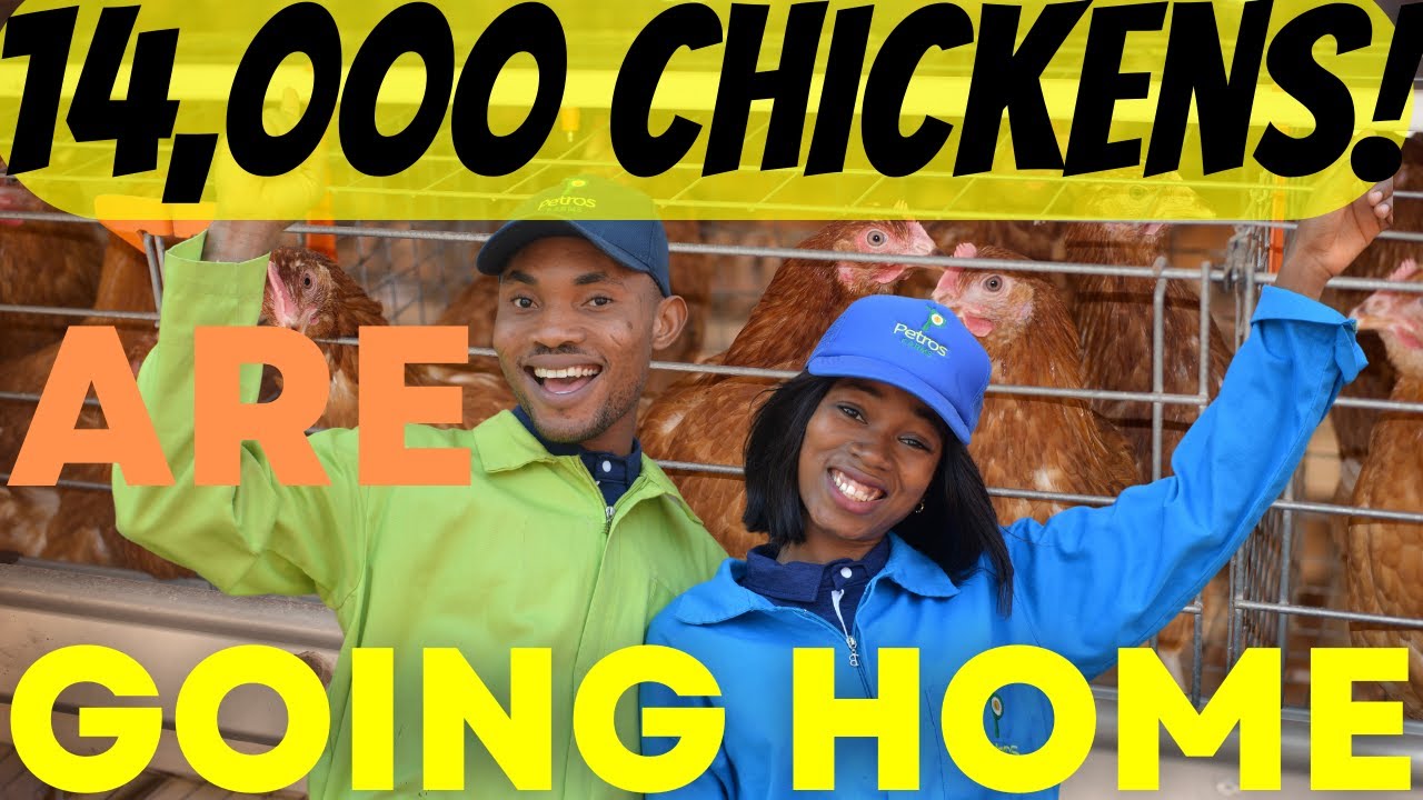 When & How to Transfer ISA Brown Pullets to Laying Cages #isabrown # ...