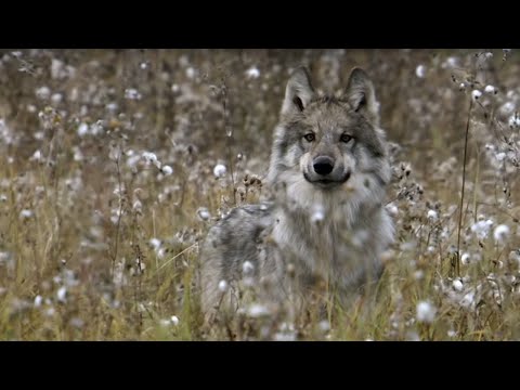 How Wolves Outsmart Bison During Hunting | BBC Earth