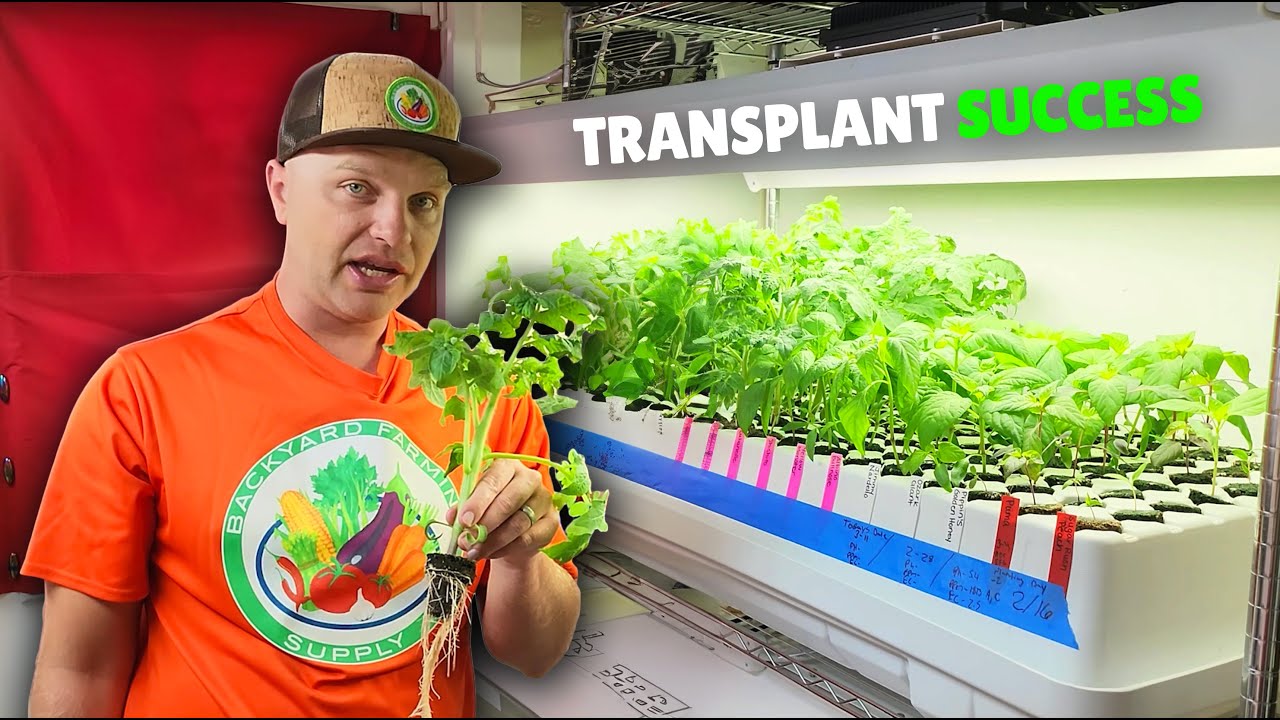 How to Avoid Transplant Failure With an Ez Cloner in Minutes! The RIGHT ...