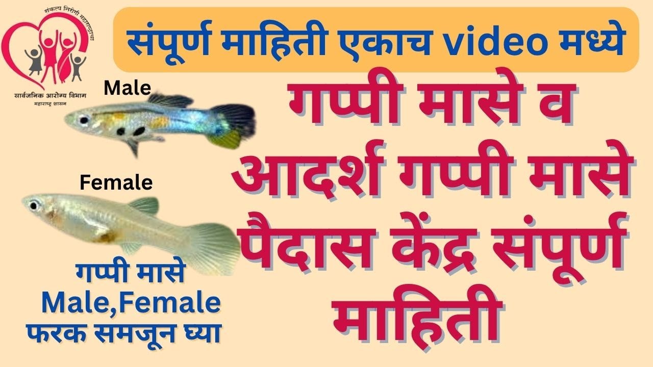 गप्पी मासे संपूर्ण माहिती | gappi mase information in marathi | गप्पी ...