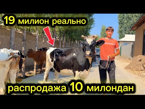 10 милиондан сути бор моллар сотувда богозлар она болар ва кисирлар 2026.08.30