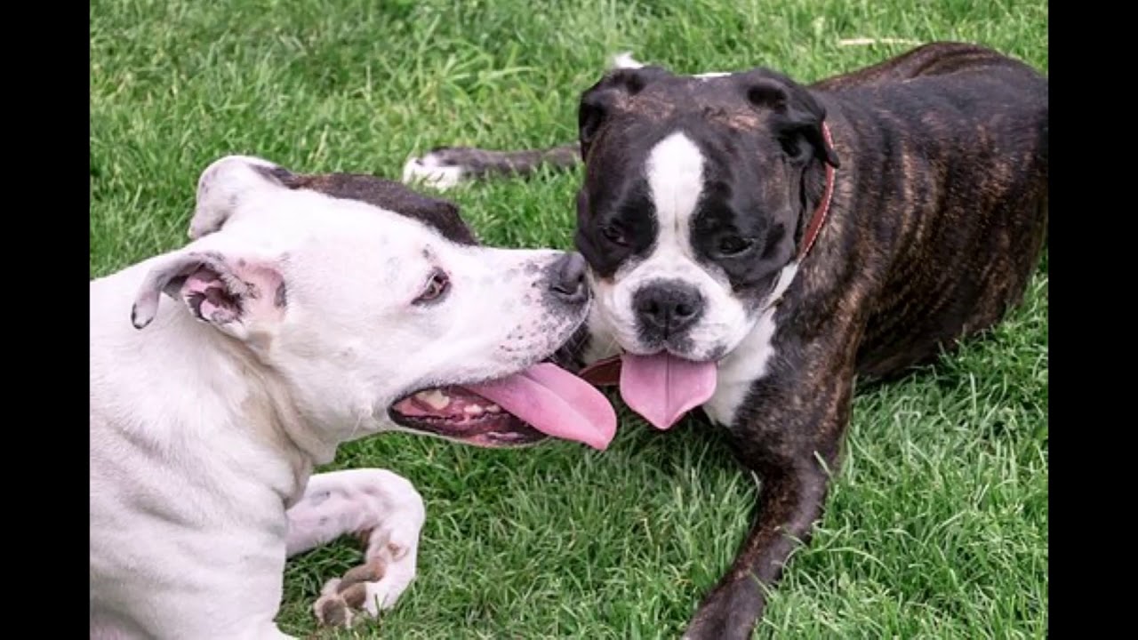 [ASMR] Sounds of Dogs Panting ~ No talking - YouTube